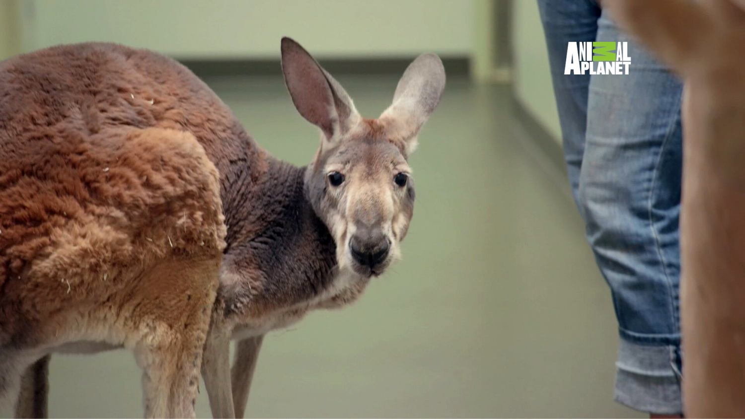 Aging kangaroo to get cryotherapy treatment for arthritis - FOX13